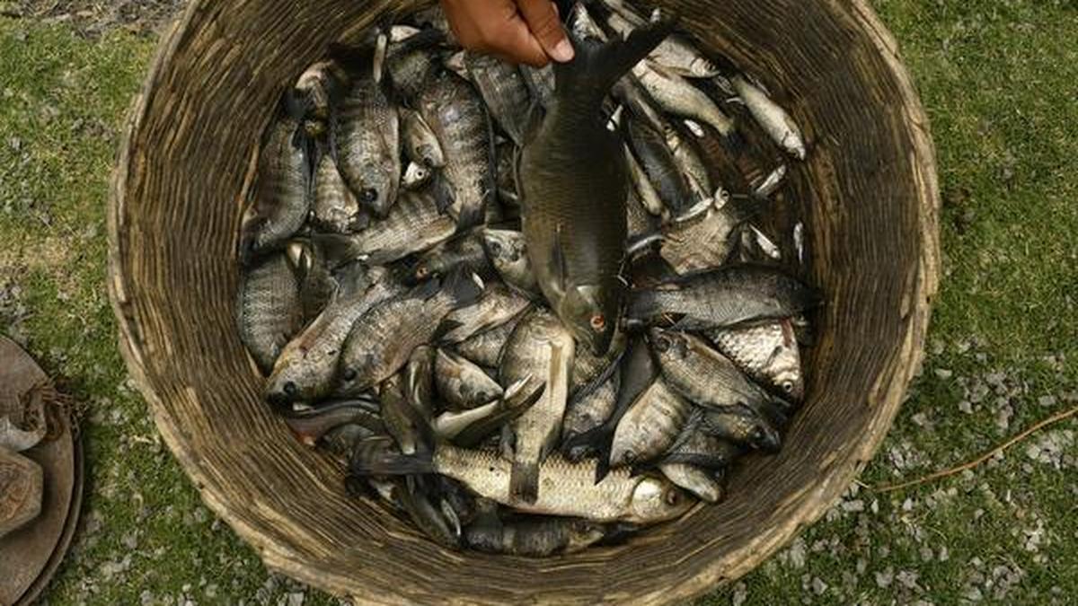 State awaiting guidelines of PMMSY to further augment fishing yield ...