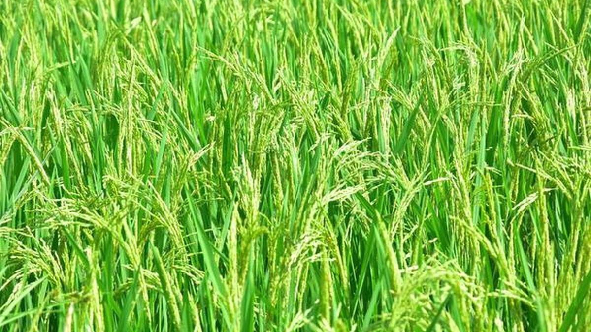 Farmers can cultivate paddy, says Medak MP - The Hindu