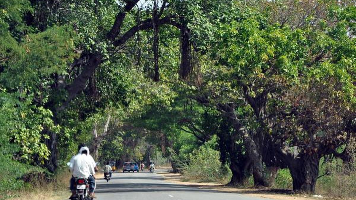 NH 161 expansion takes a toll of avenue trees - The Hindu