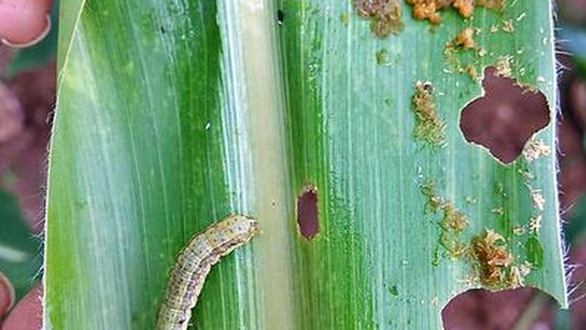Armyworm attack adds to COVID-19 woes of Assam farmers - The Hindu