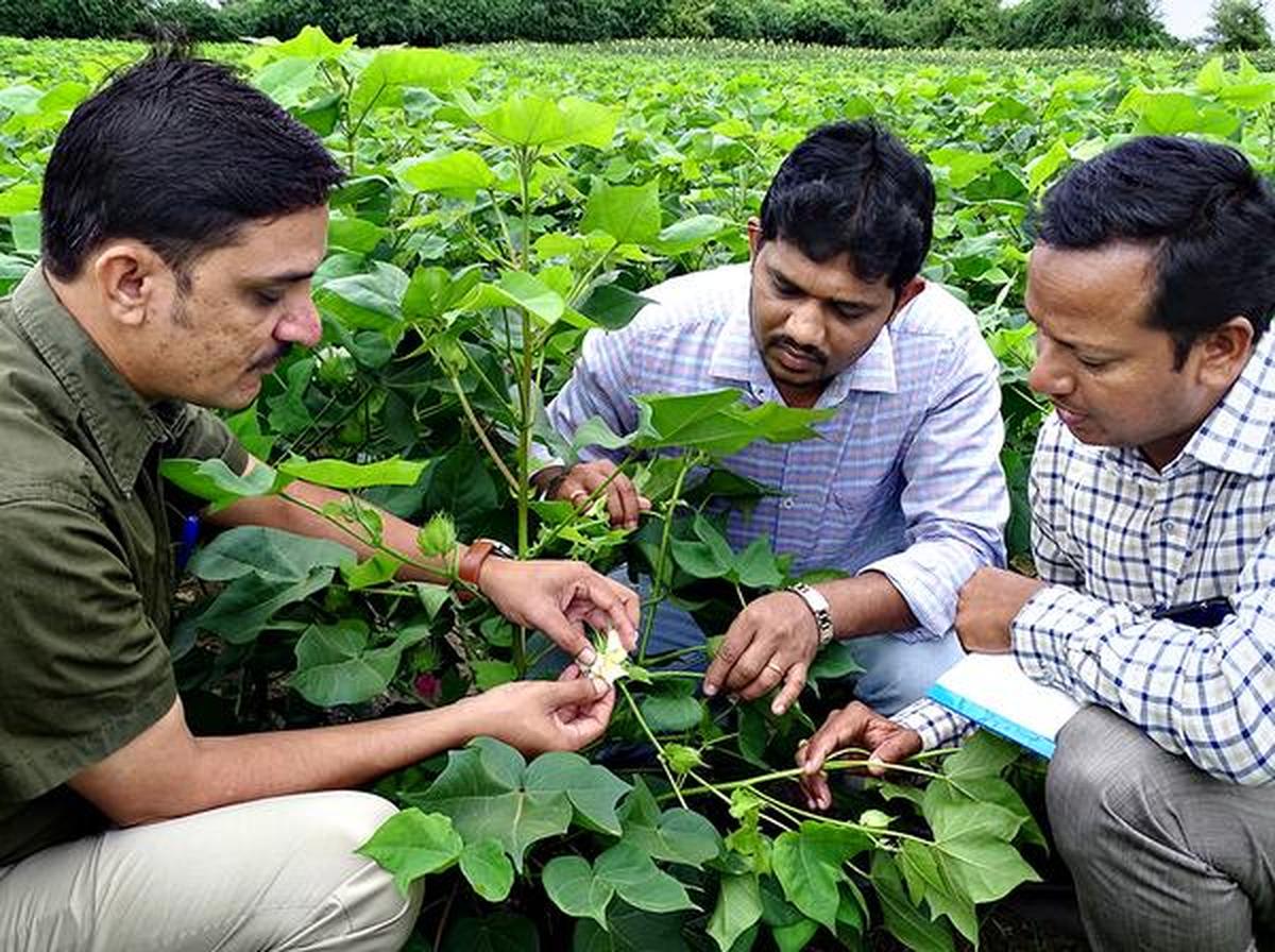 Pink bollworm pest appears in cotton in Telangana districts - The Hindu
