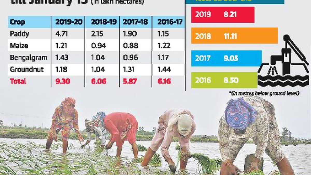 Rabi cultivation up by 50% so far this season - The Hindu