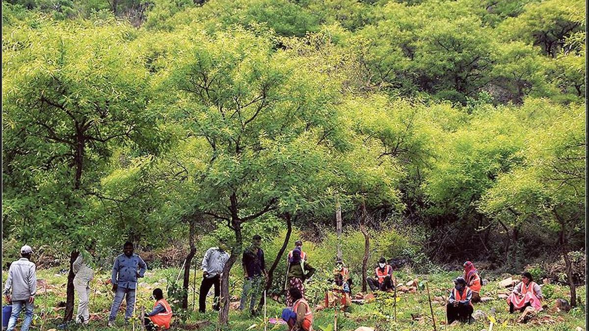 How Hyderabad turned greening into numbers game and aced it - The Hindu