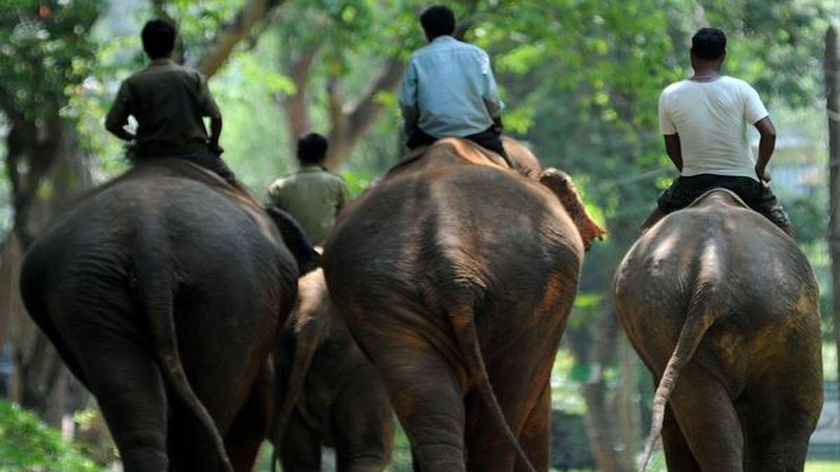 Human-elephant conflict most acute in W.B., Odisha, Assam - The Hindu