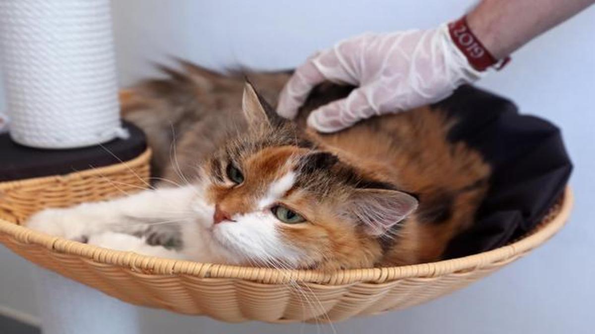 Coronavirus | Scientists call for studying transmission in companion ...