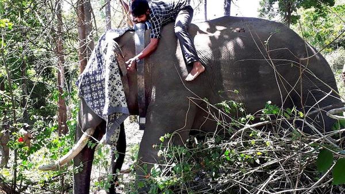 Forest Ministry releases guide to managing human-elephant conflict ...