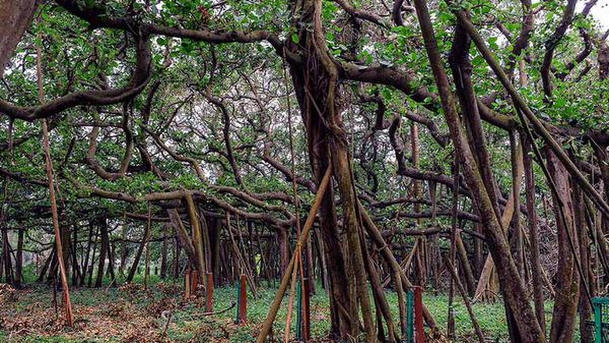 Botanic Garden | The sorrow of fallen trees at Kolkata's famed garden ...