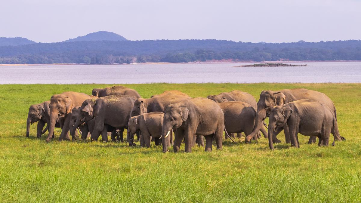 Elephant tales - The Hindu