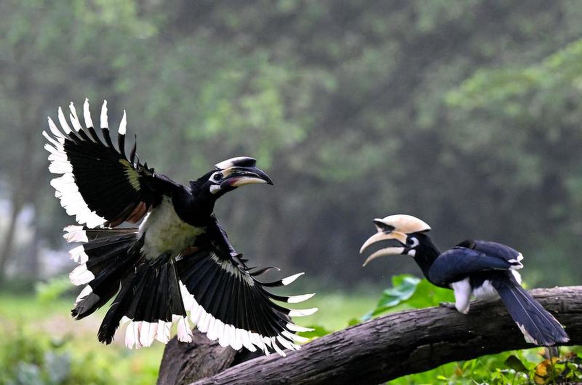 Hornbill haven in Assam - The Hindu
