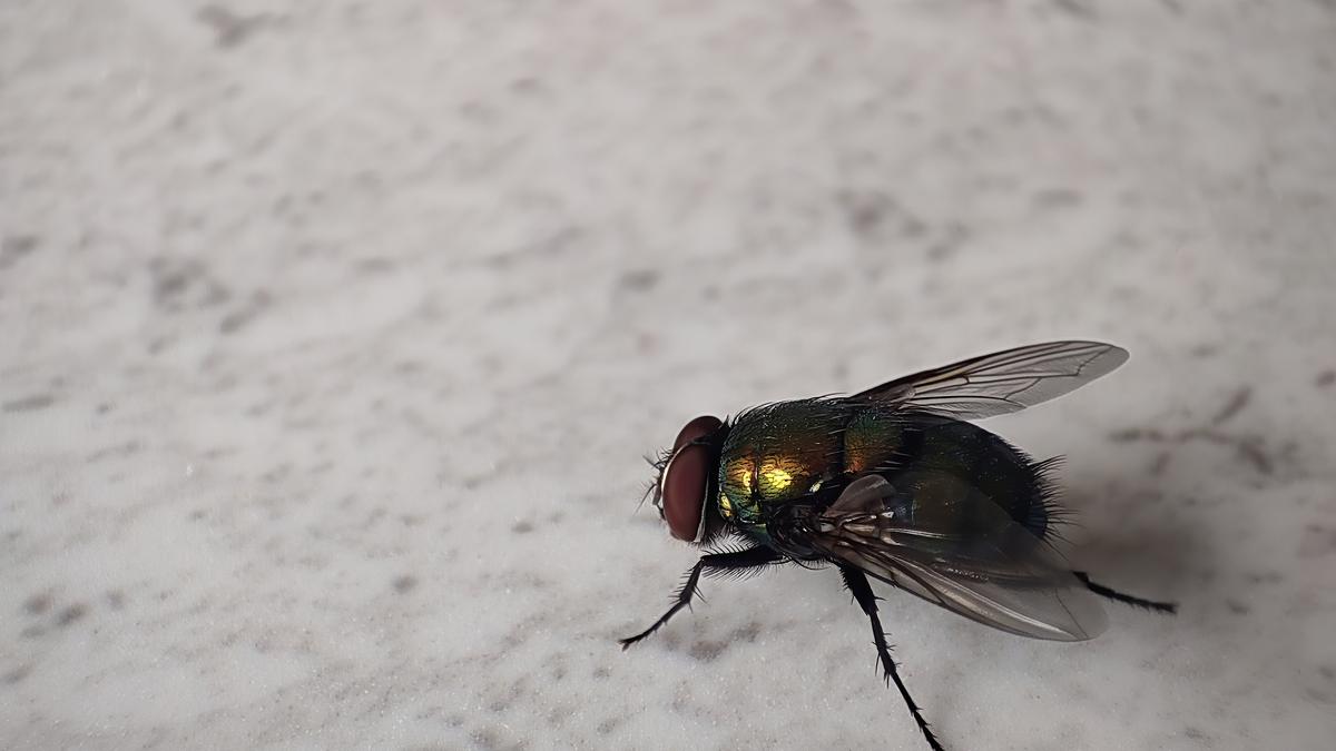 The national insect - The Hindu