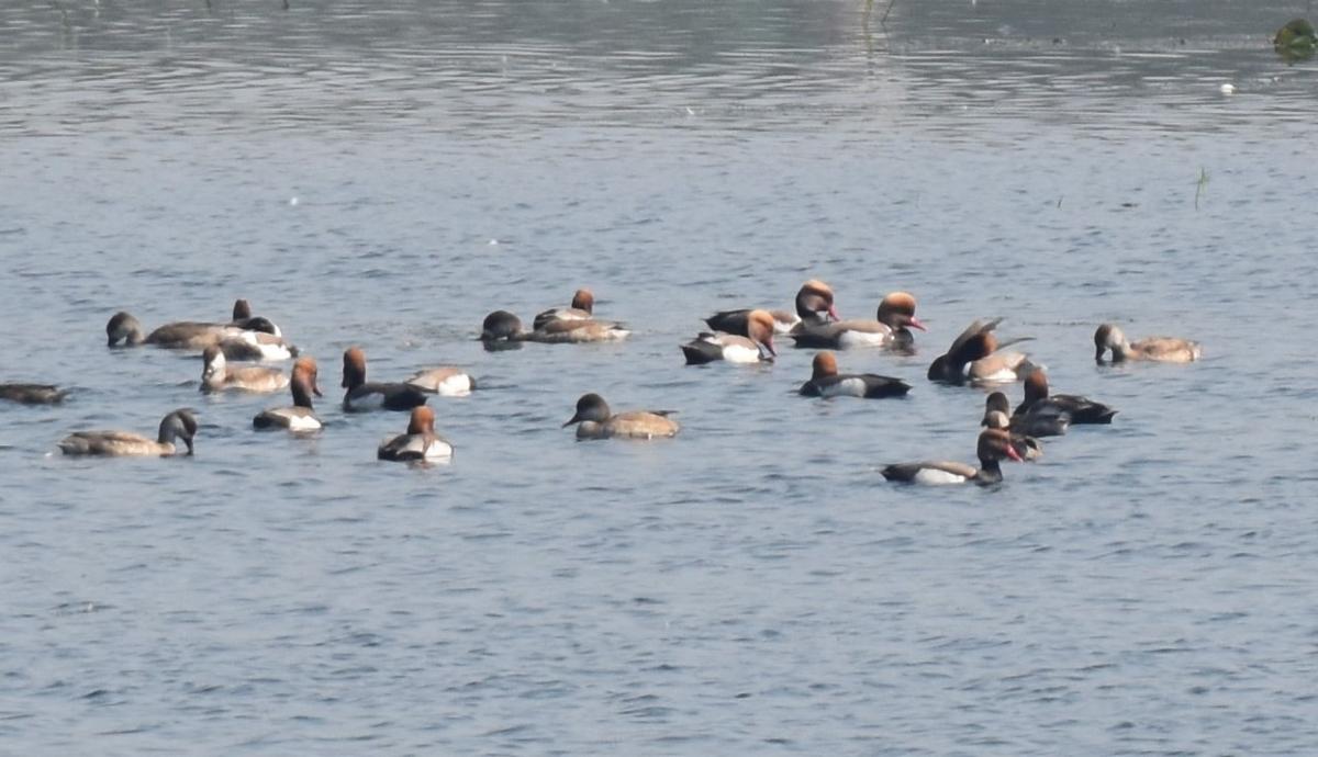 47 waterfowl species recorded in major western Assam wetland - The Hindu