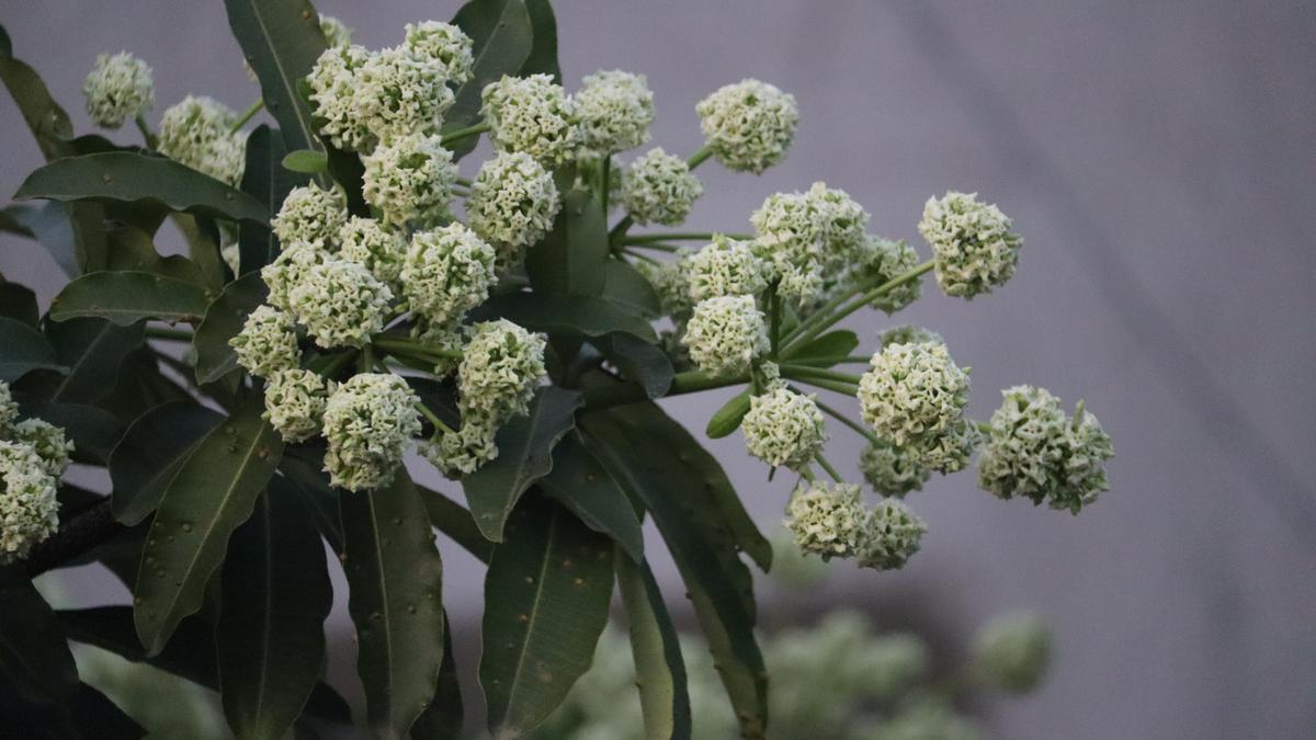 The fragrant tree - The Hindu