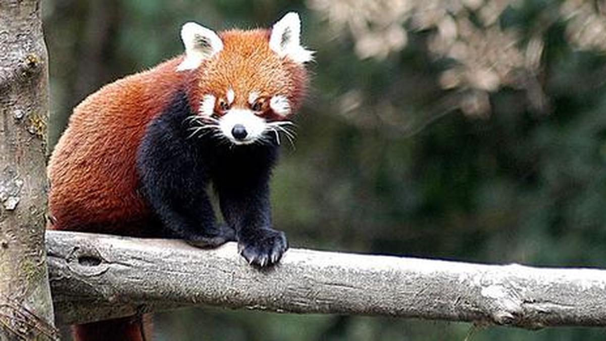 Though hunters lose interest in Red Panda, traps still snare endangered ...