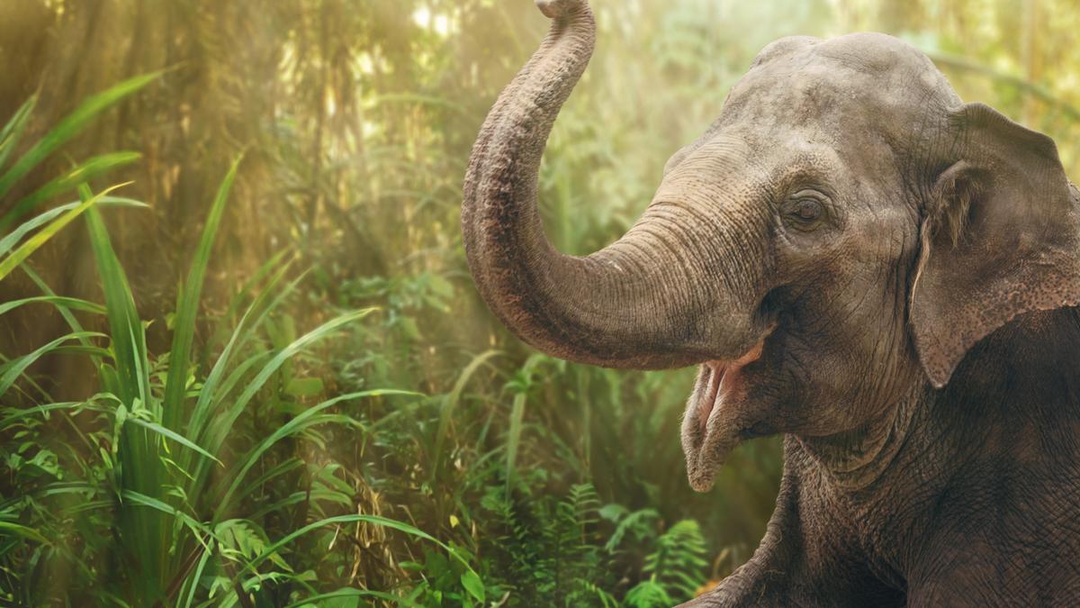 Conservation vs development - The Hindu