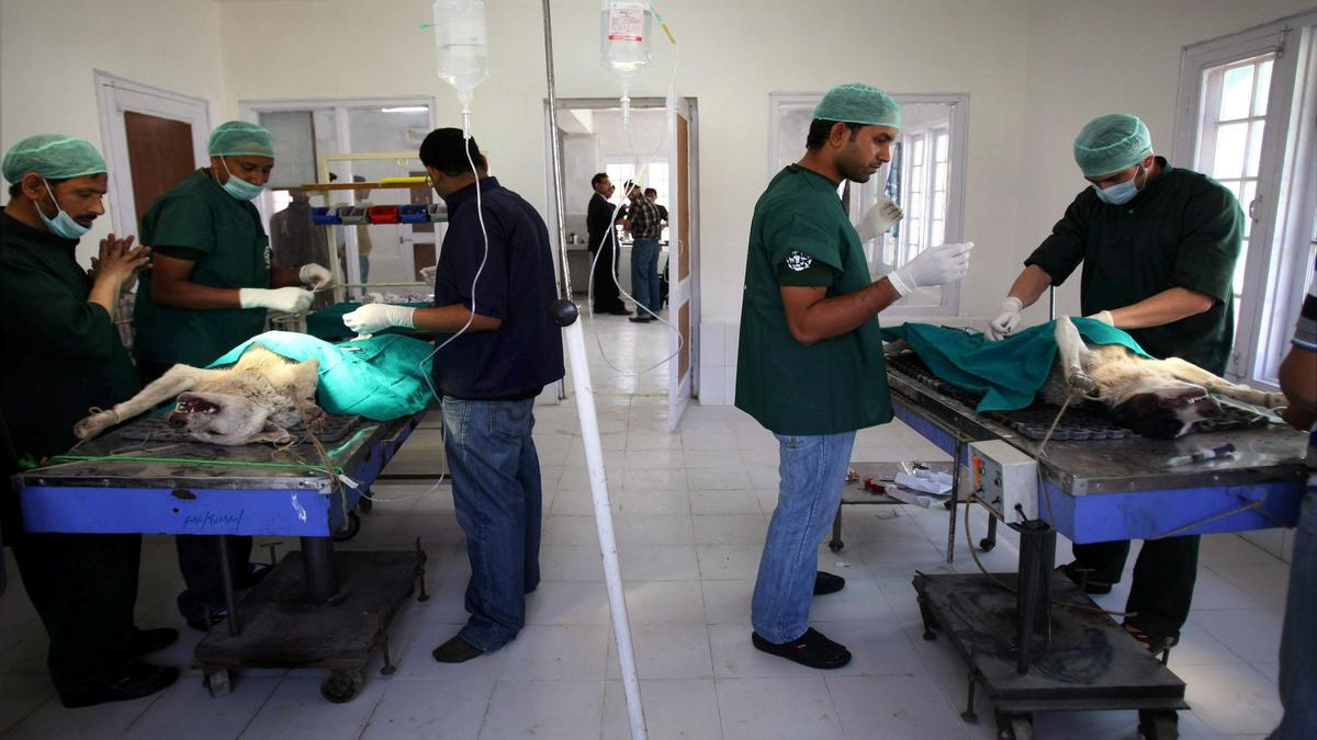 Closing in on rabies - The Hindu