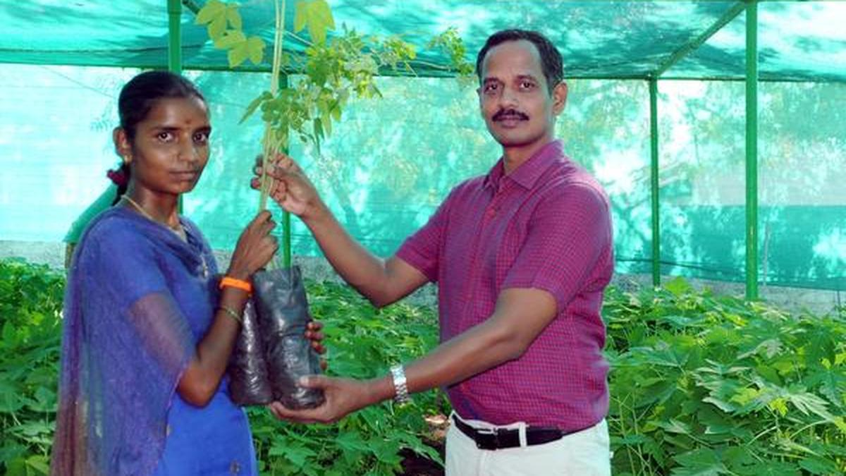 Saplings distributed - The Hindu