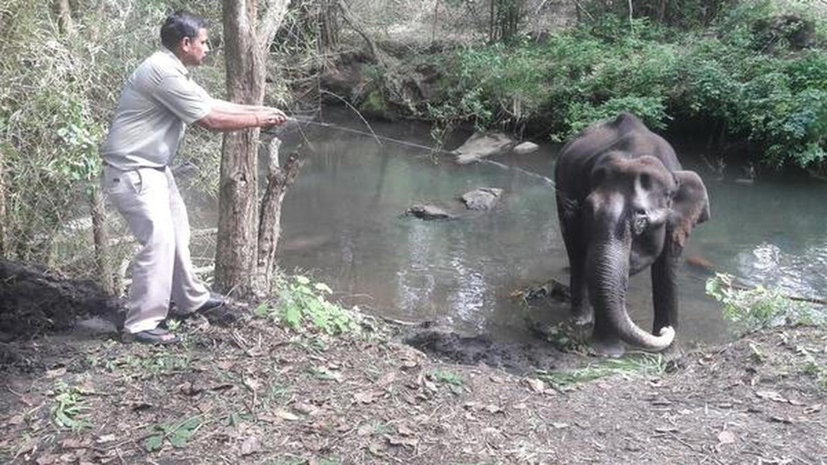 Treatment of injured elephant continues - The Hindu
