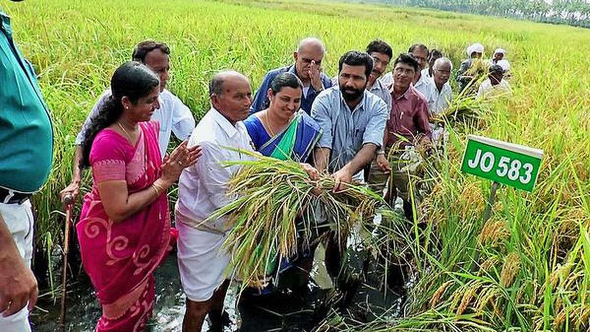 ‘Kaipad’ farming in Malabar gets fillip - The Hindu