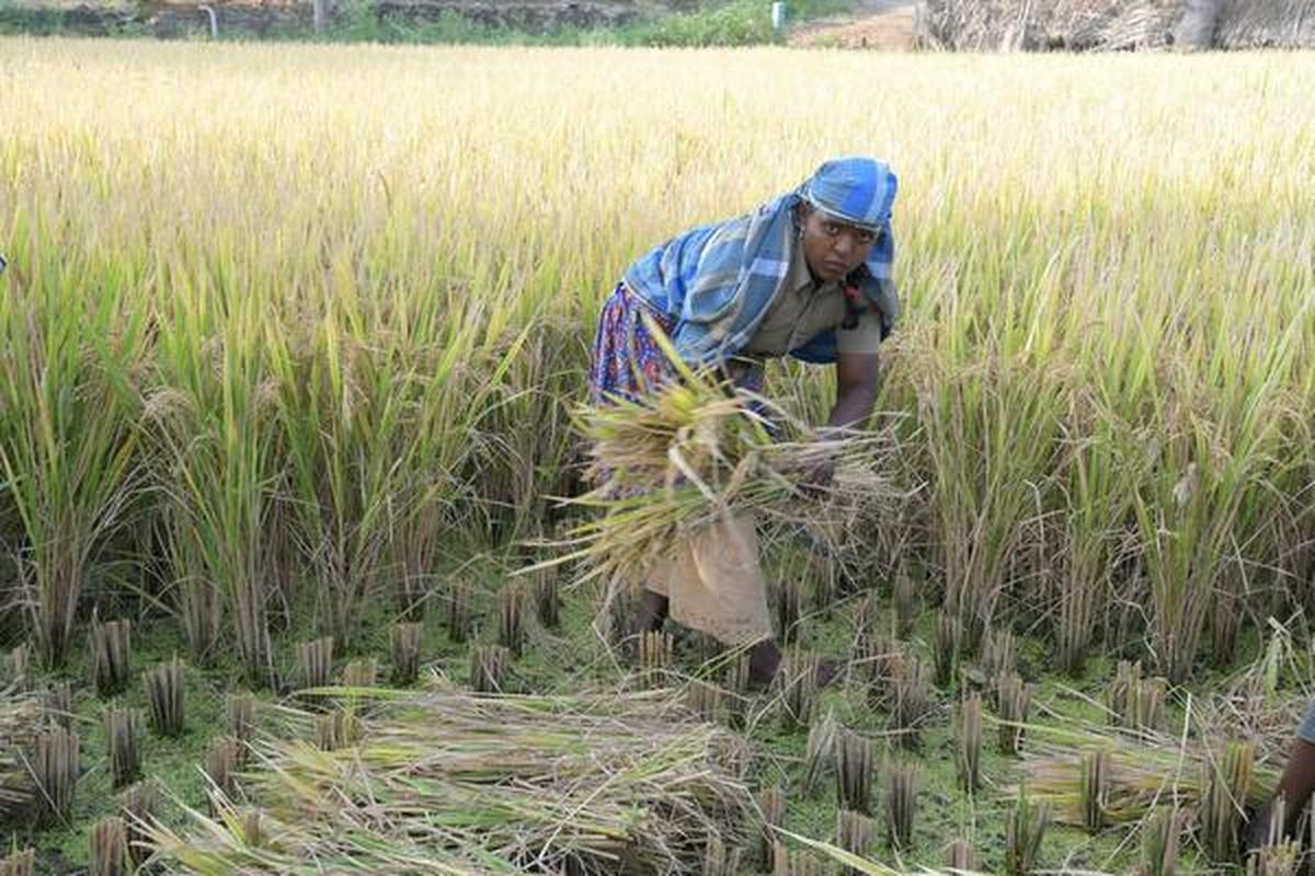 Paddy harvesting begins - The Hindu