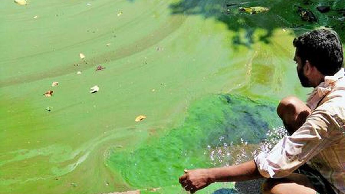 CWRDM to investigate colour change in Chaliyar - The Hindu