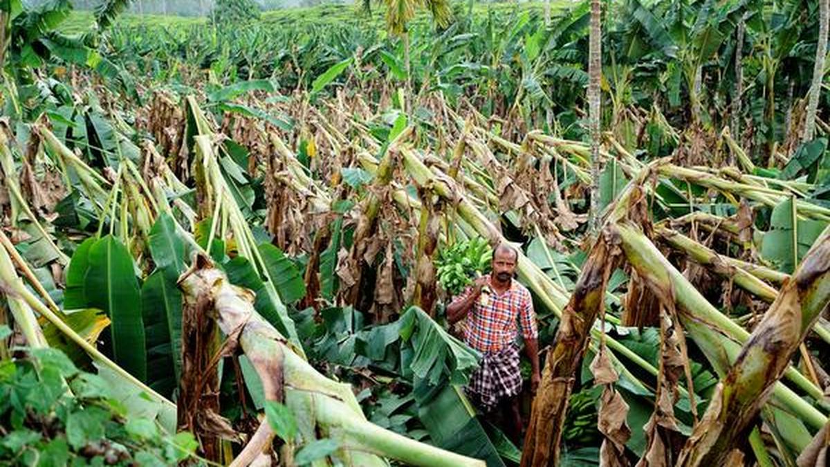 Rain causes widespread damage to crops in Wayanad - The Hindu