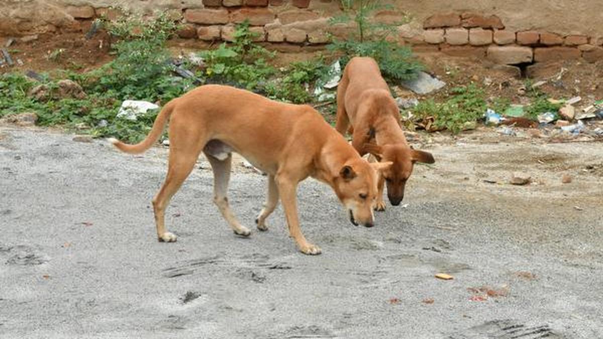 Krishnagiri Municipality allocates funds for animal birth control ...