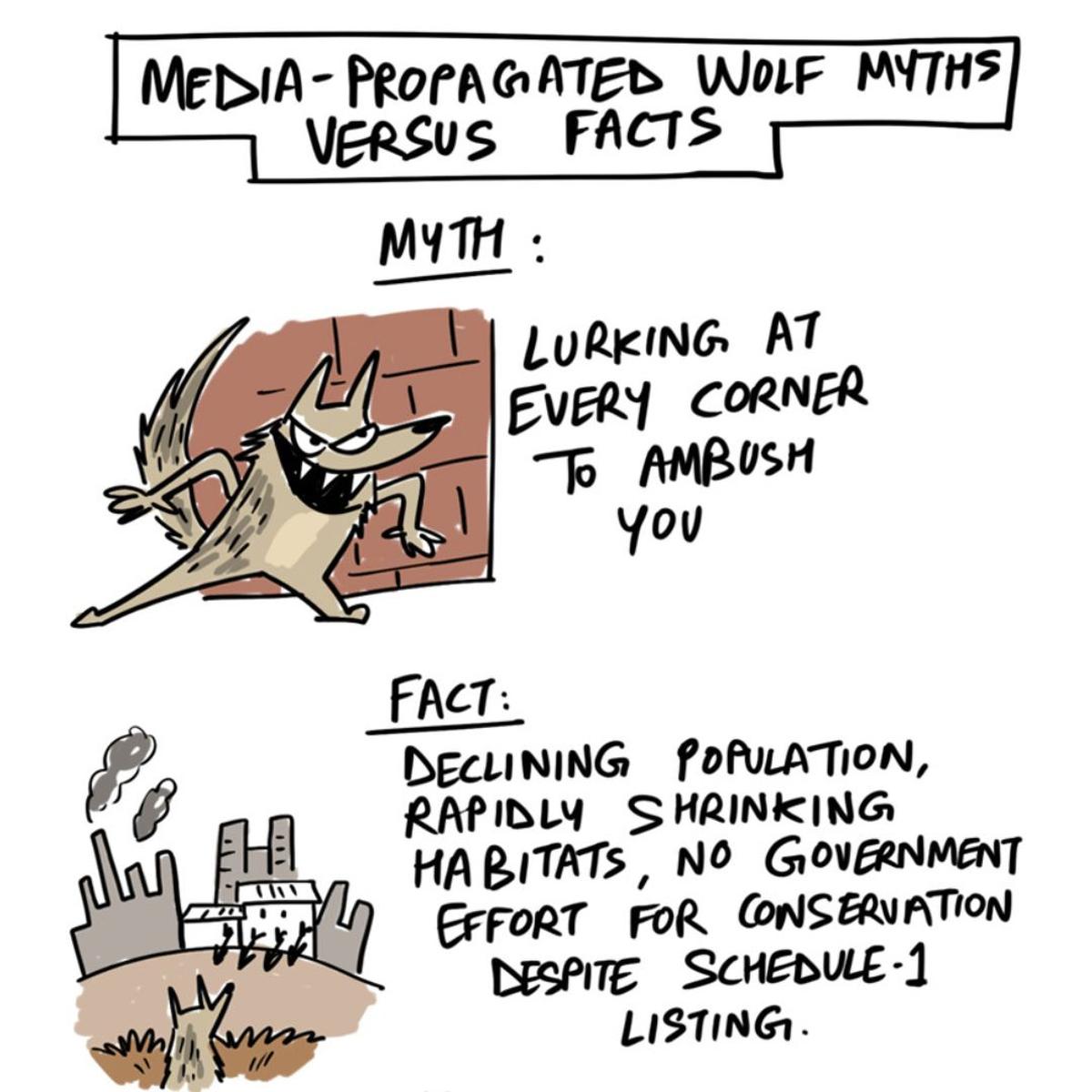 Green Humour by Rohan Chakravarty on wolf myths vs. facts - The Hindu