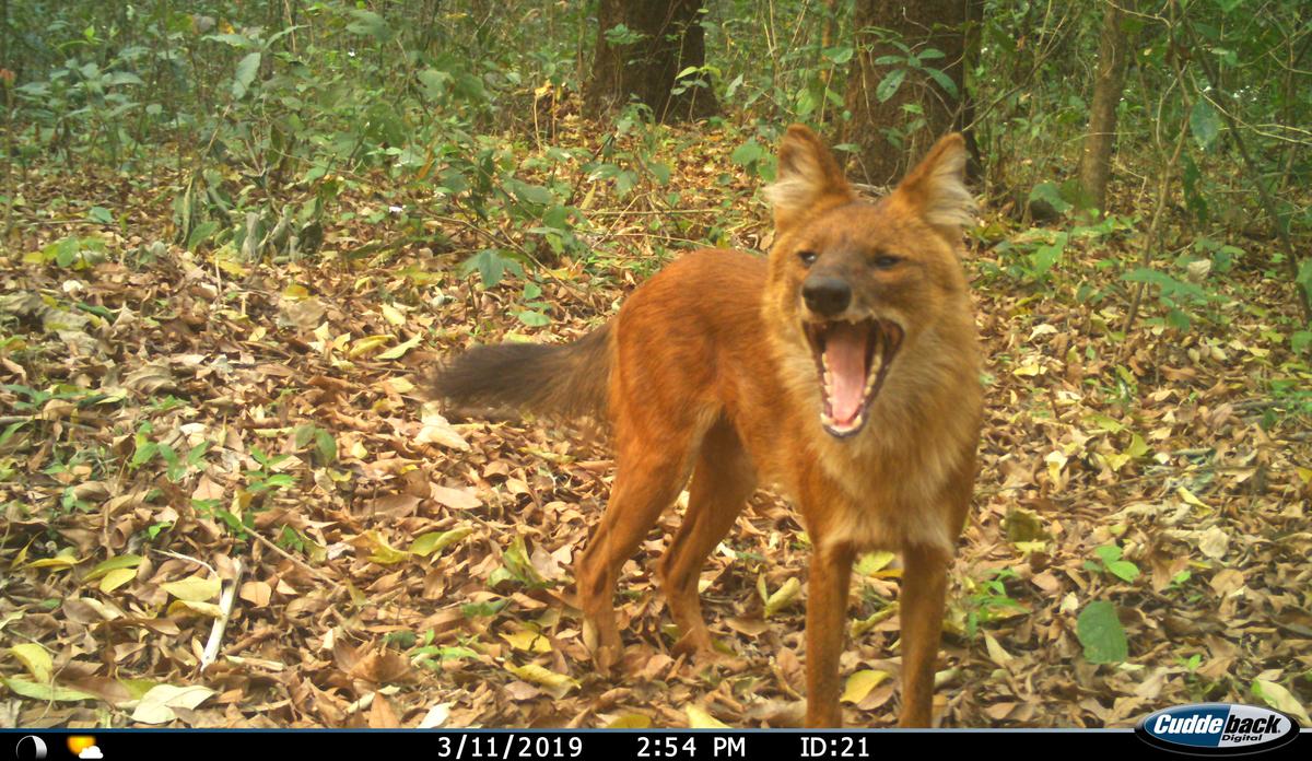 Prey, habitat dictate Asiatic wild dog-tiger coexistence, says study ...