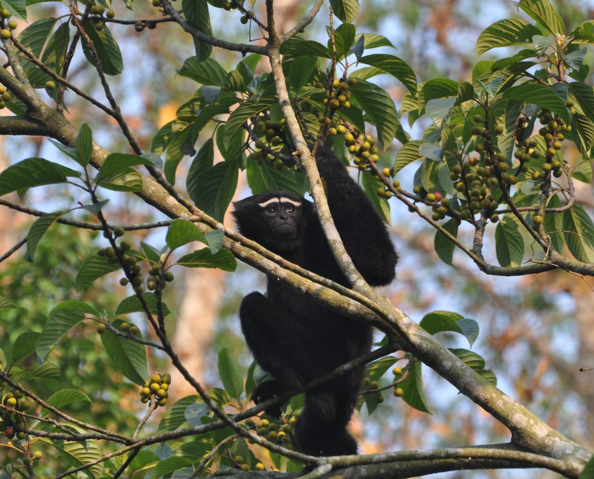 Reroute railway track running through Assam gibbon sanctuary, suggest ...