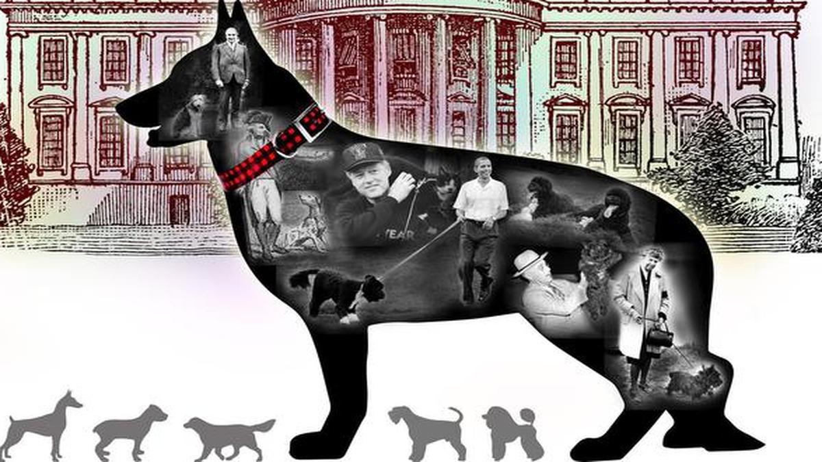 Donald Trump and the mystery of the missing pooch - The Hindu