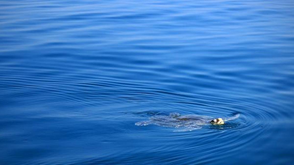 Turning turtle - The Hindu