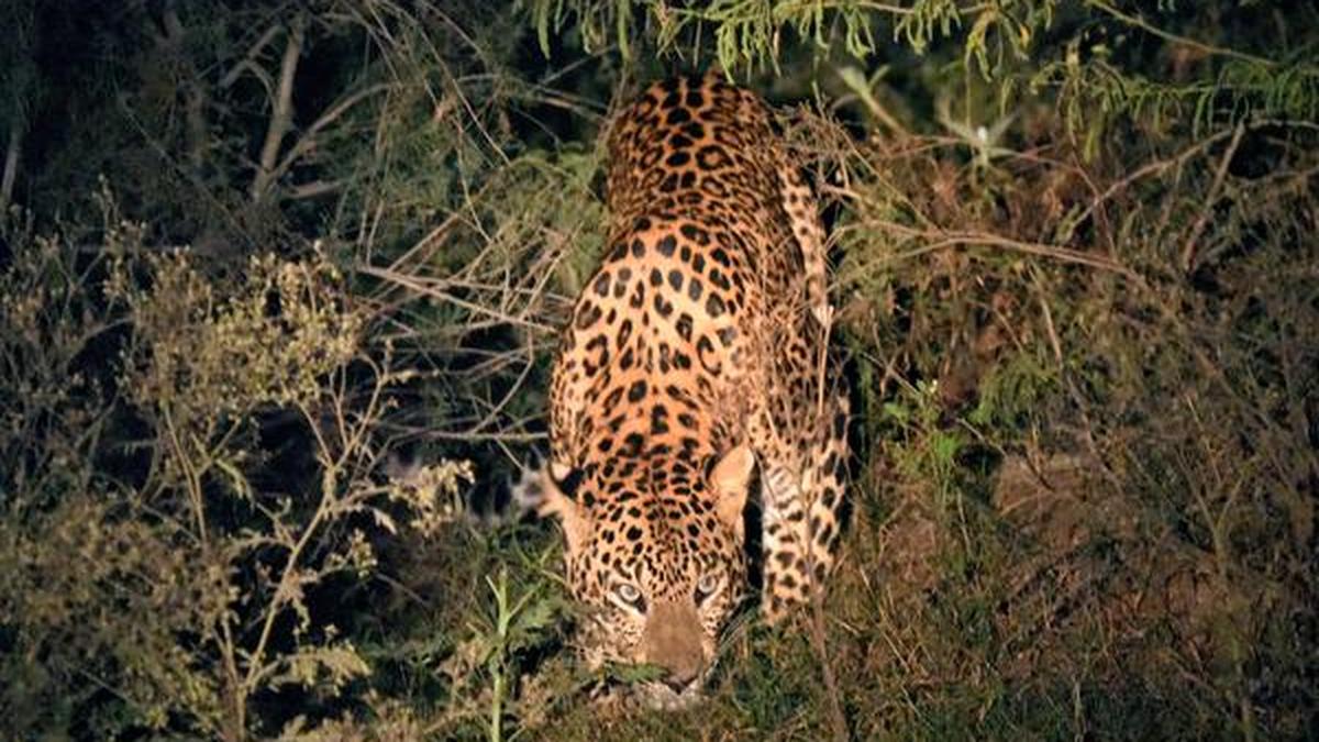 Leopards in a spot - The Hindu