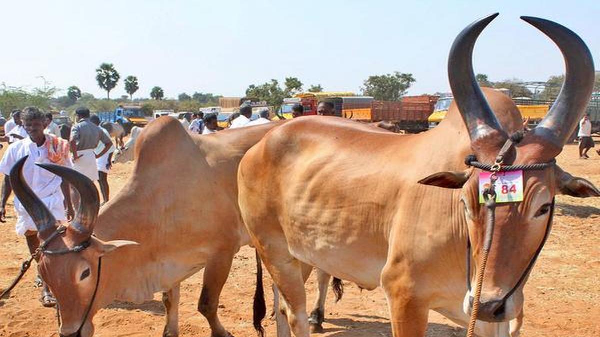 From Jellicut to jallikattu: ensuring the commercial viability of ...