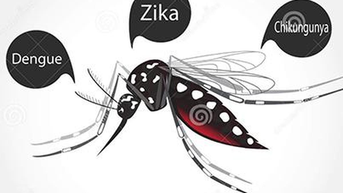 Good news on the Zika front - The Hindu