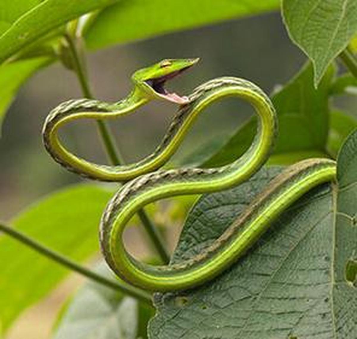 Do Vibrations Scare Snakes