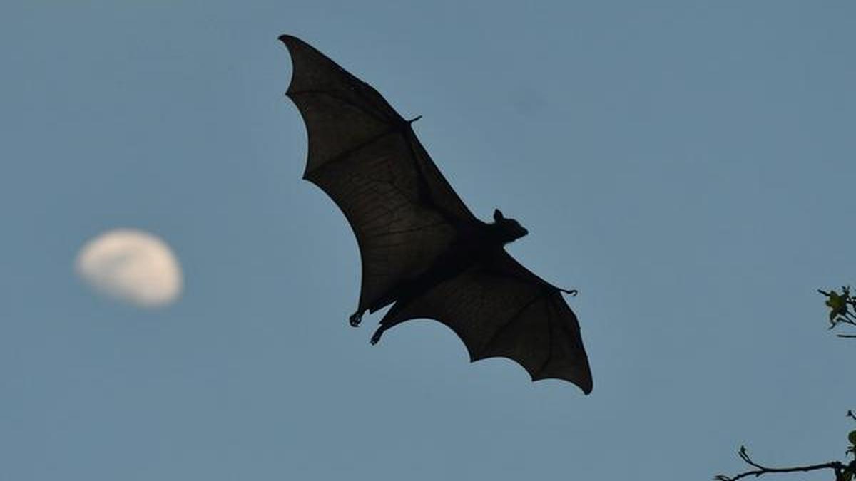 Batting for an important yet misunderstood species - The Hindu