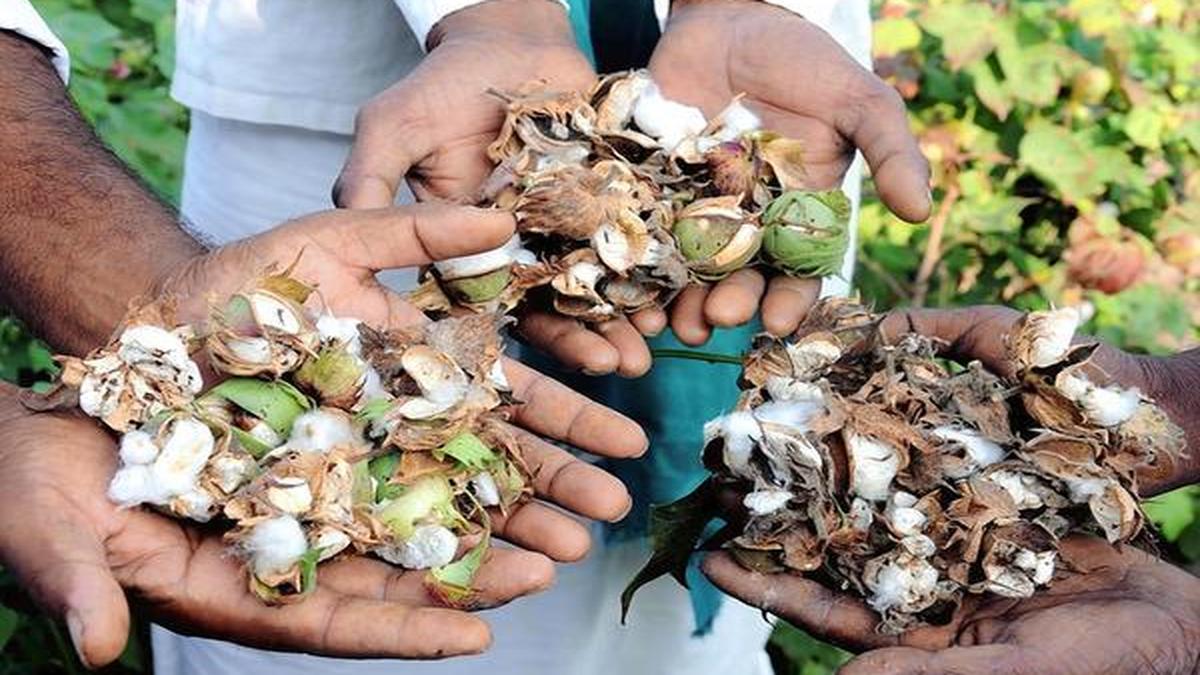 The twisted trajectory of Bt cotton - The Hindu