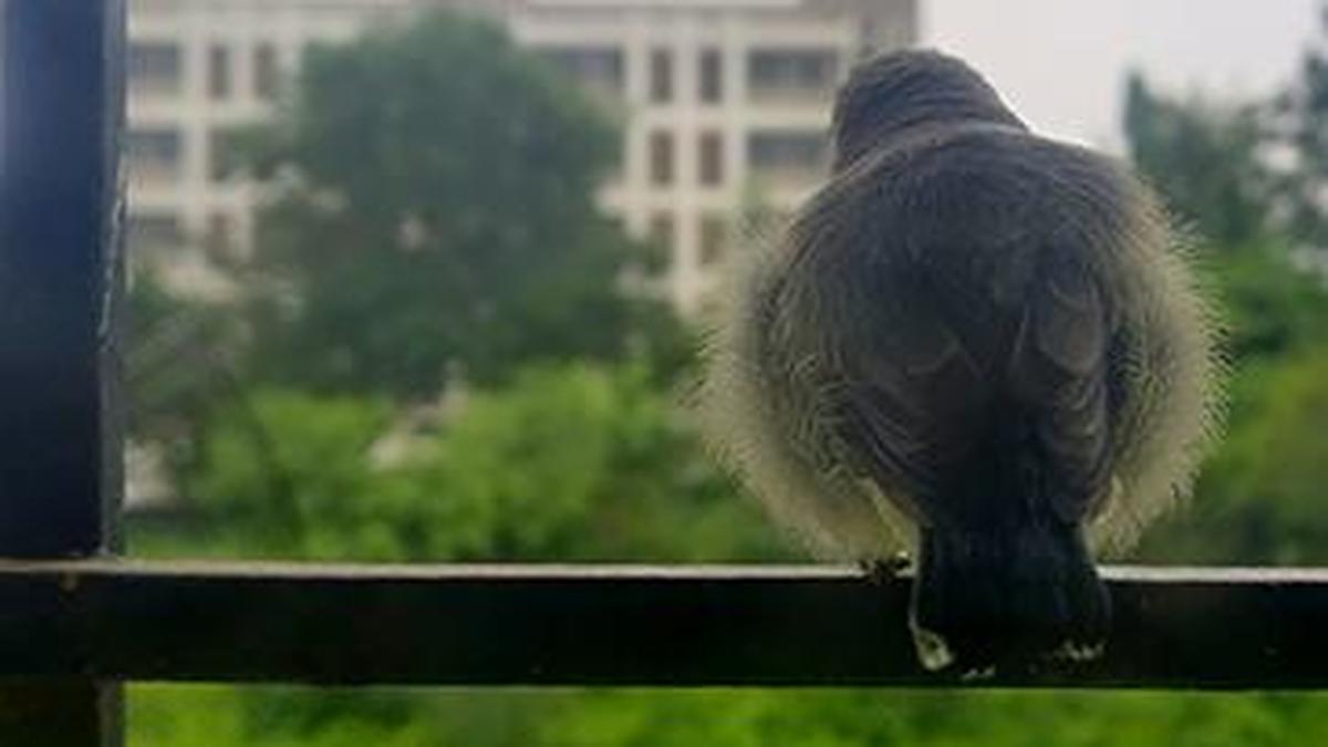 The bird at the window - The Hindu