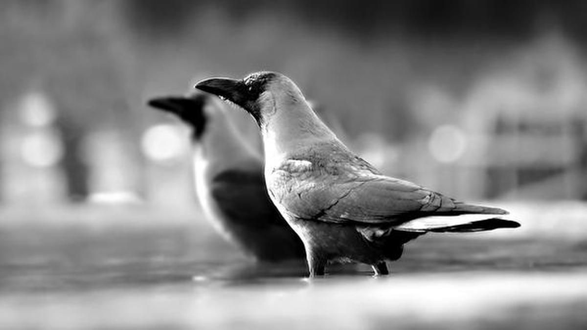 In the company of winged friends - The Hindu