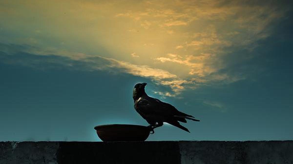 The clever crows - The Hindu