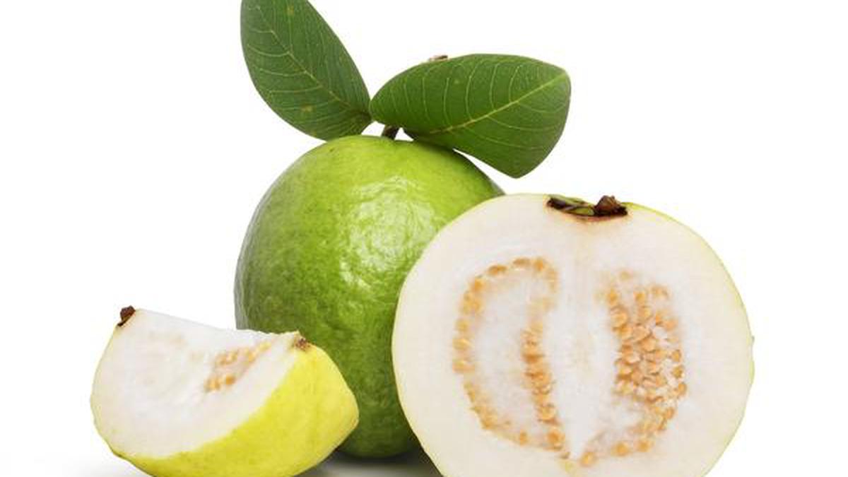 Going for the guavas - The Hindu