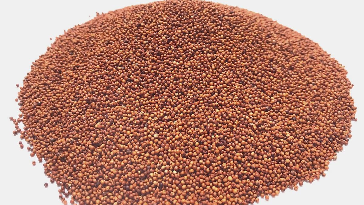 A better millet for potential iron deficiency - The Hindu