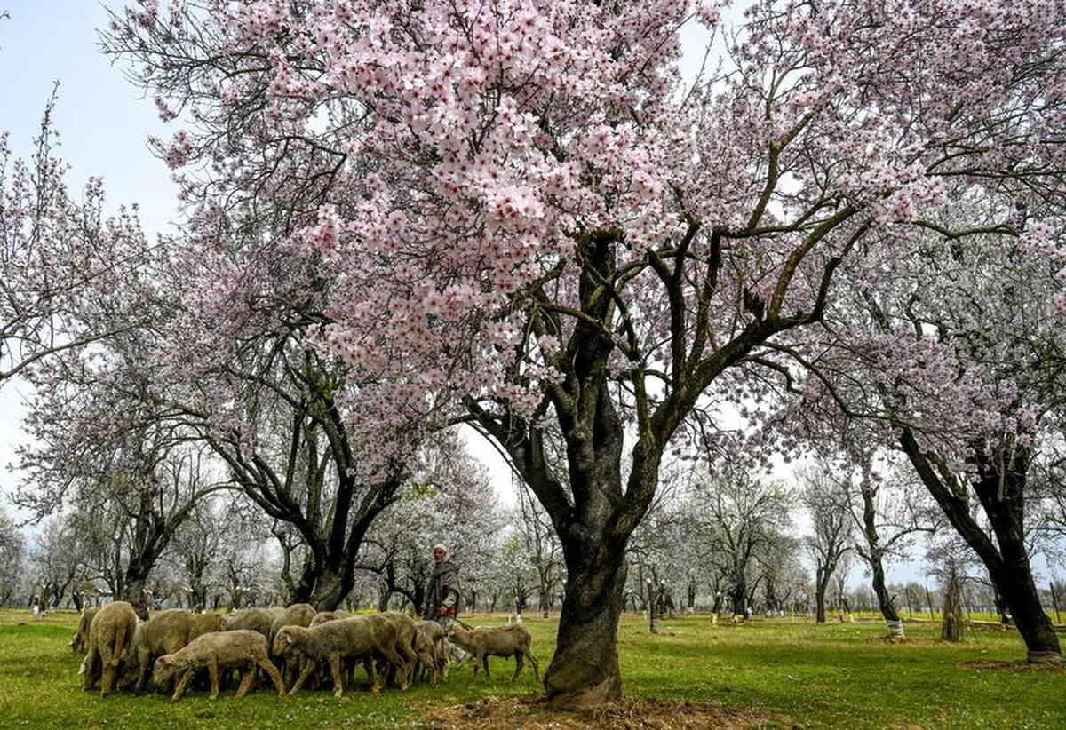 Spring in Kashmir - The Hindu