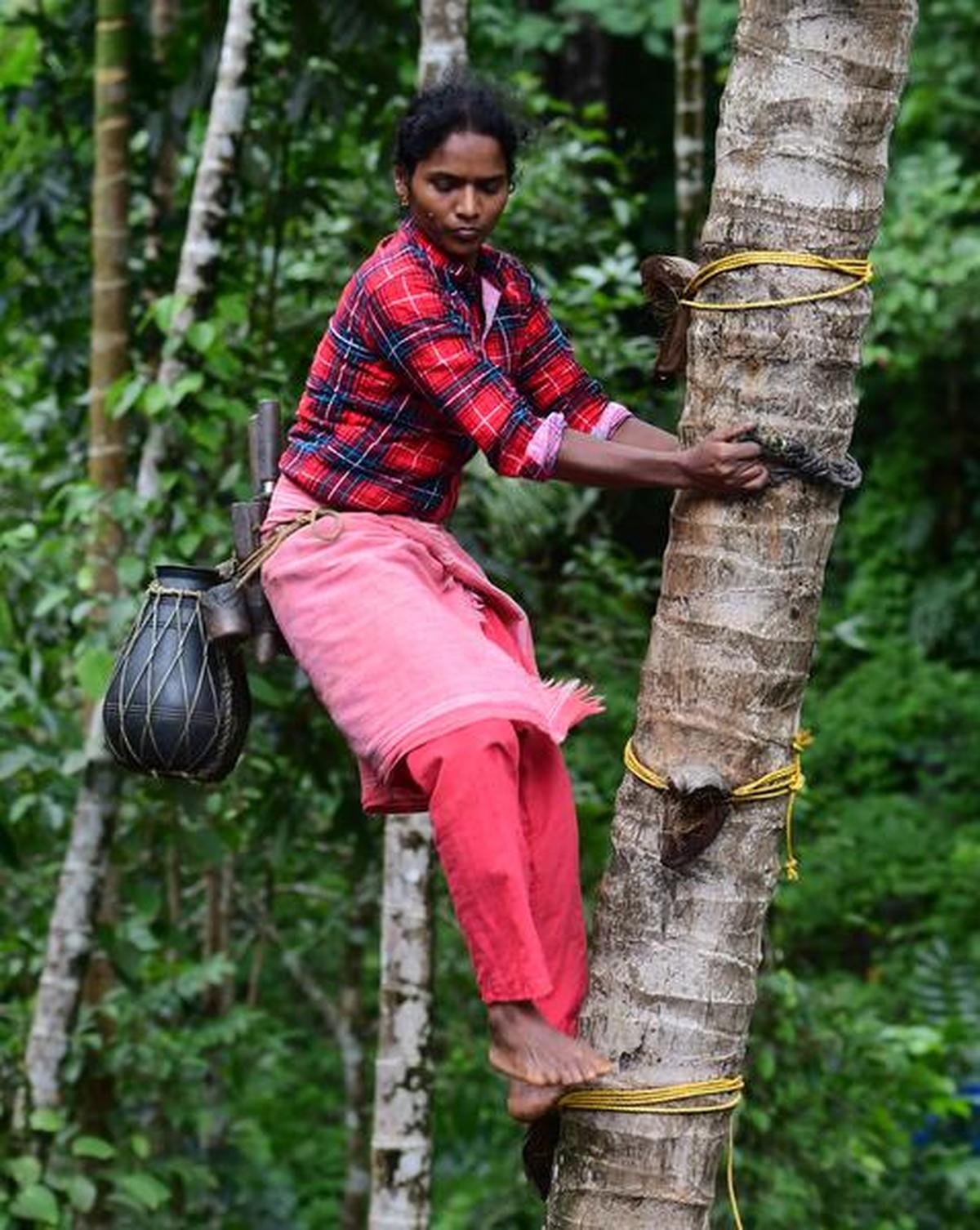 Sheeja, the only woman toddy tapper in Kerala - The Hindu