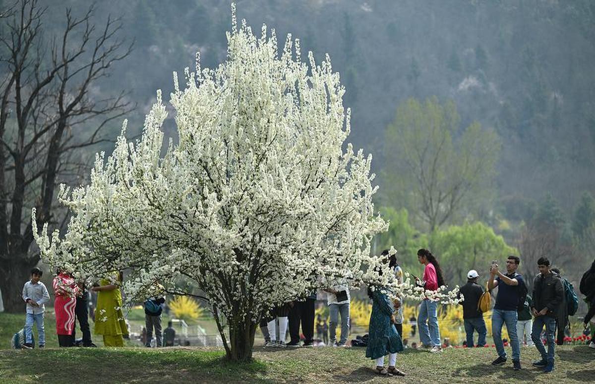 Spring in Kashmir - The Hindu