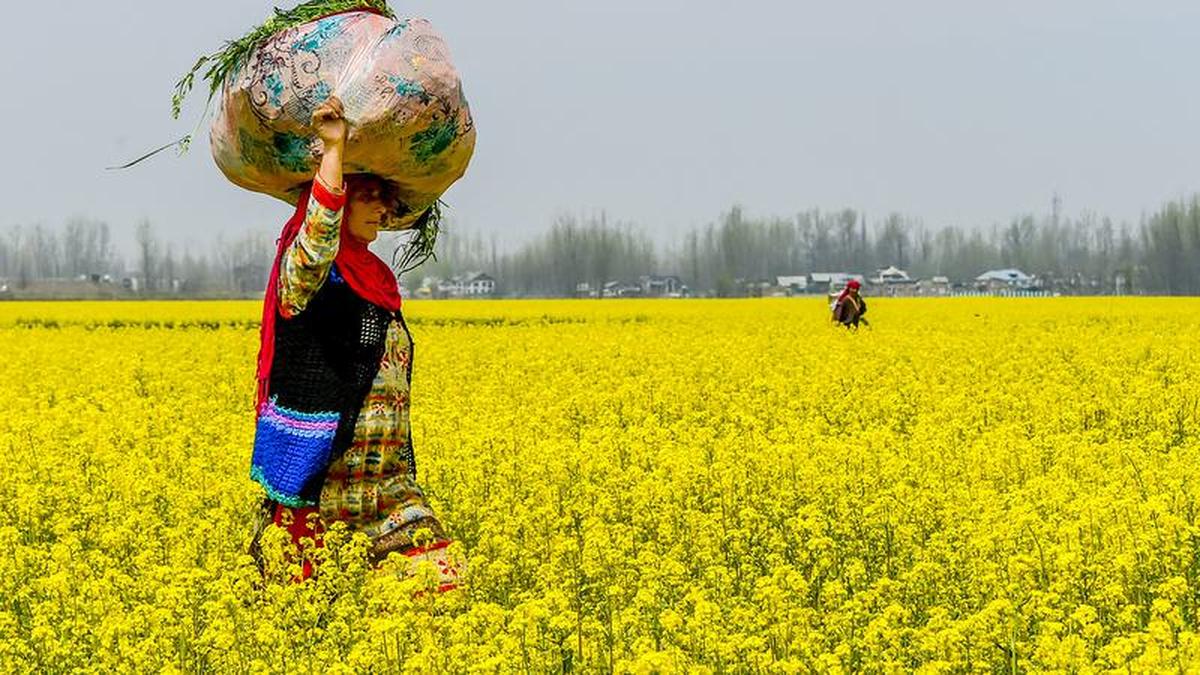 Spring in Kashmir - The Hindu