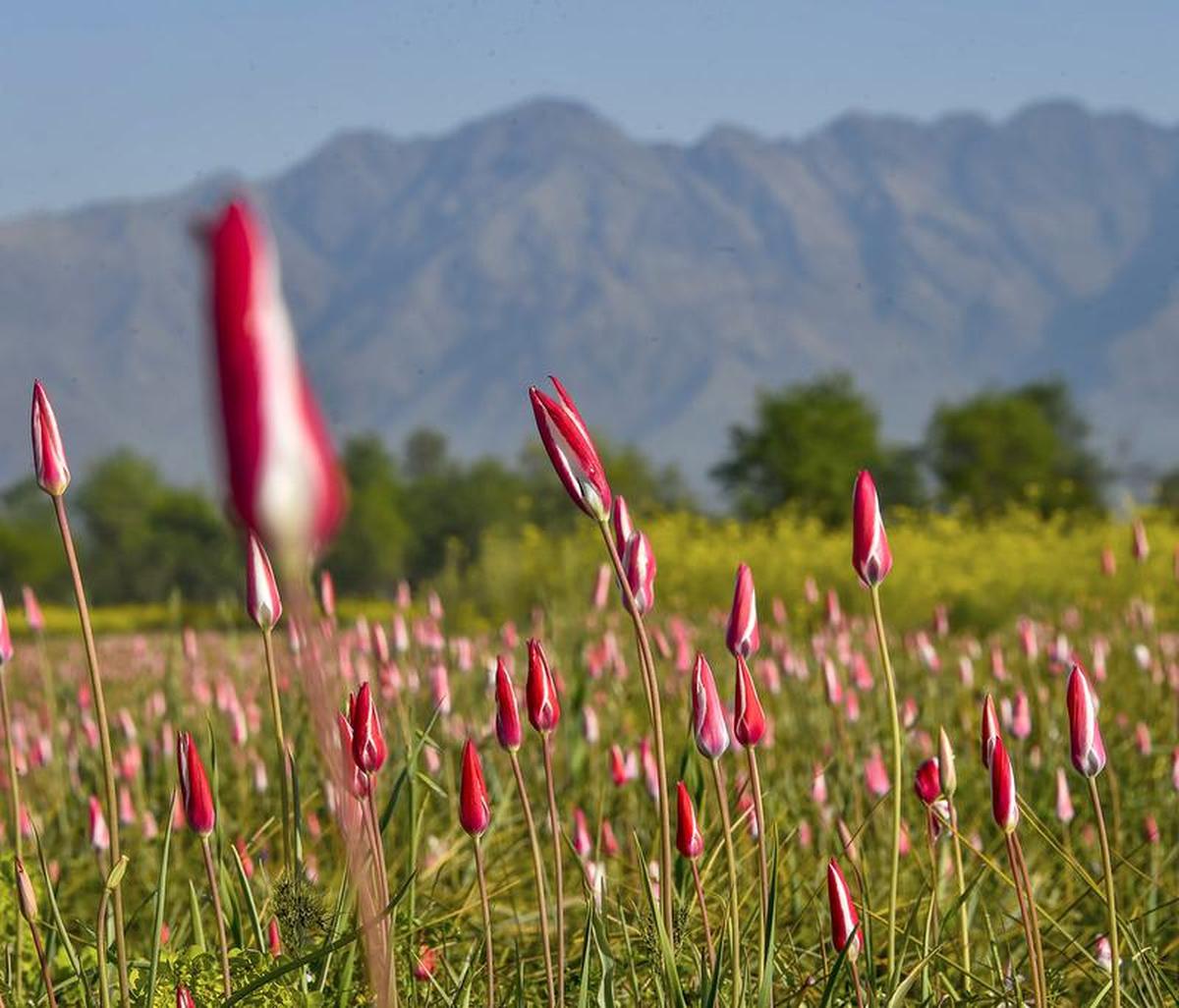 Spring in Kashmir - The Hindu