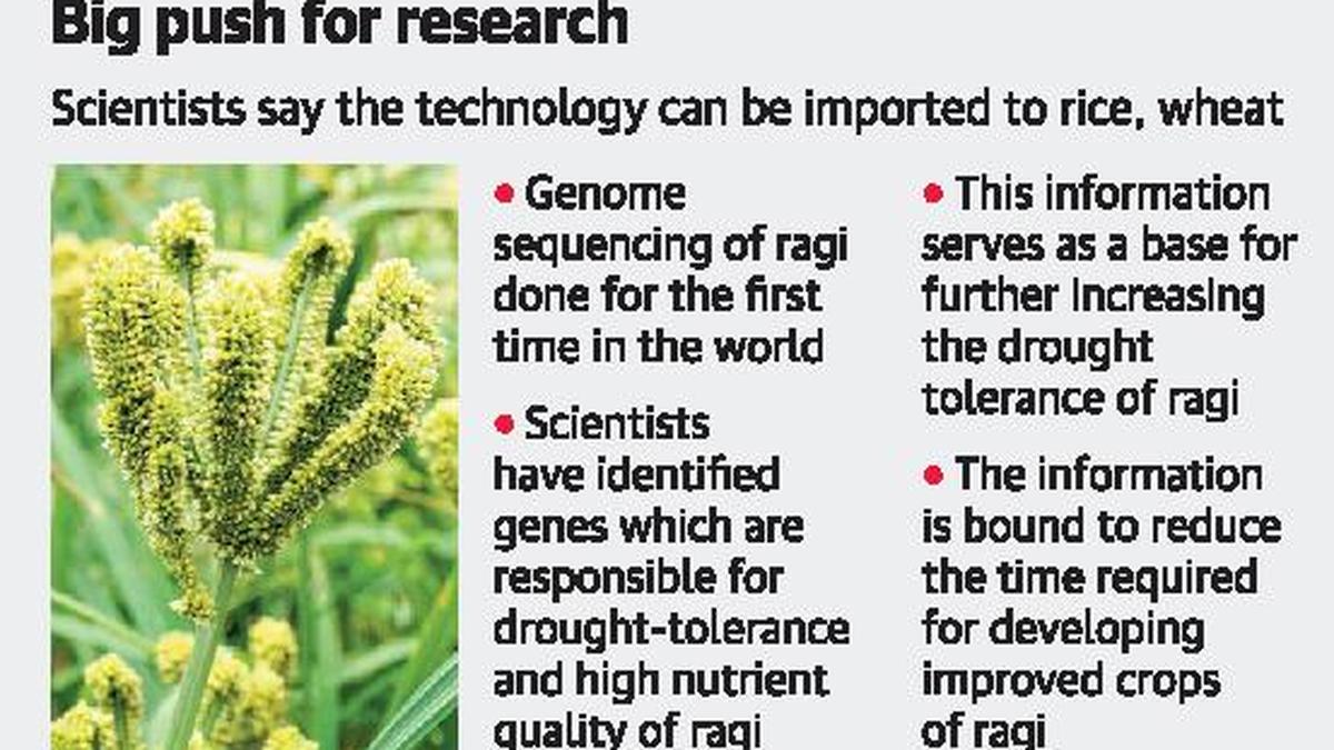 Ragi yields its genetic code - The Hindu