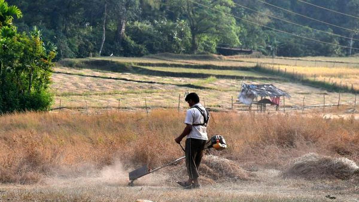 How areca farms in Karnakata are nurtured by the bounties of foliage ...