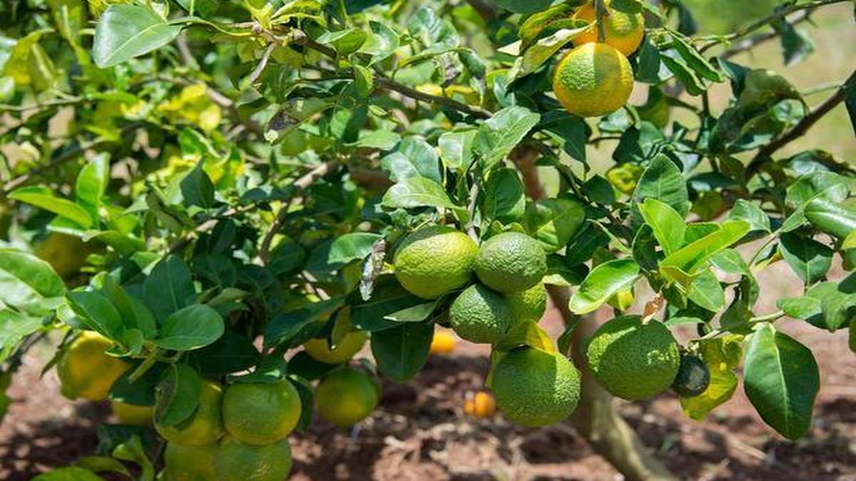 Mediterranean citrus under threat - The Hindu